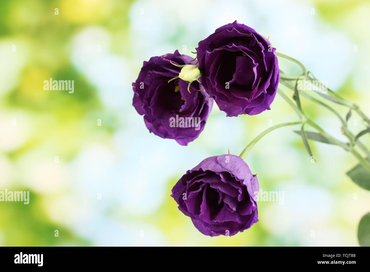 purple eustoma on bright green background Stock Photo - Alamy