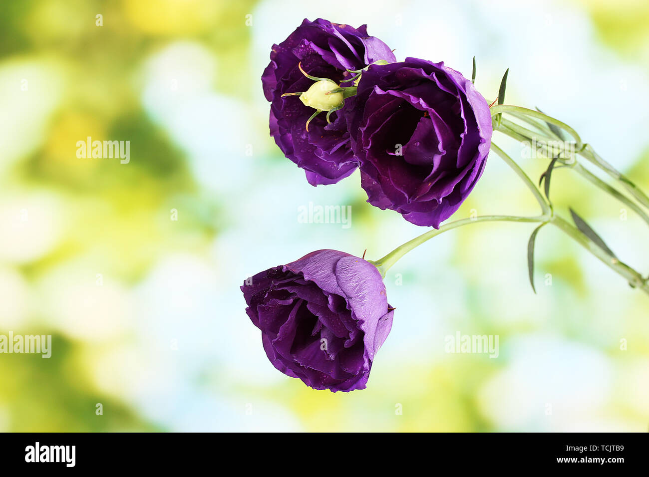 purple eustoma on bright green background Stock Photo - Alamy