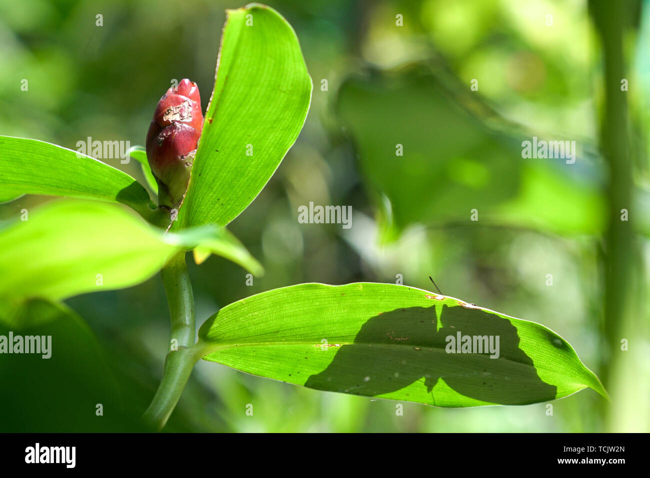 Shadow of a butterfly in a park, nature with copy space Stock Photo - Alamy