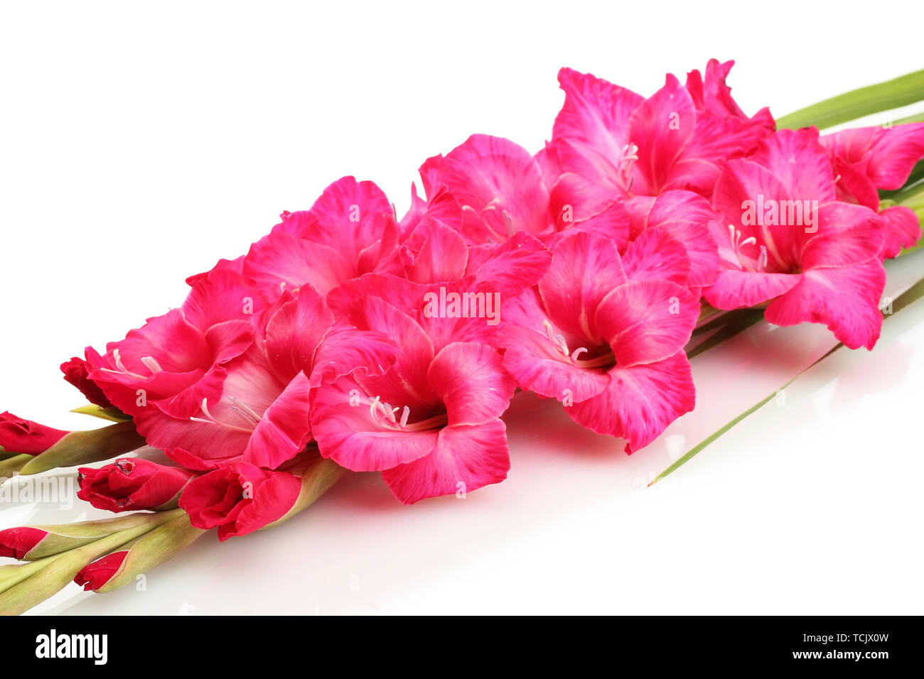 beautiful bouquet of pink gladioluses, isolated on white Stock Photo ...