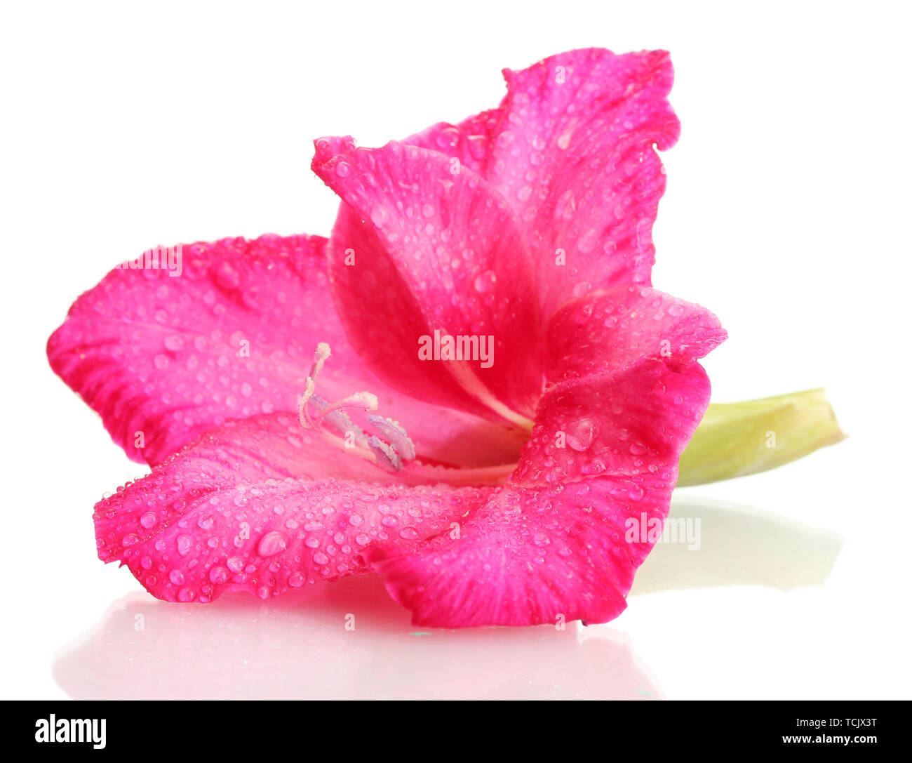 beautiful pink gladiolus, isolated on white Stock Photo - Alamy