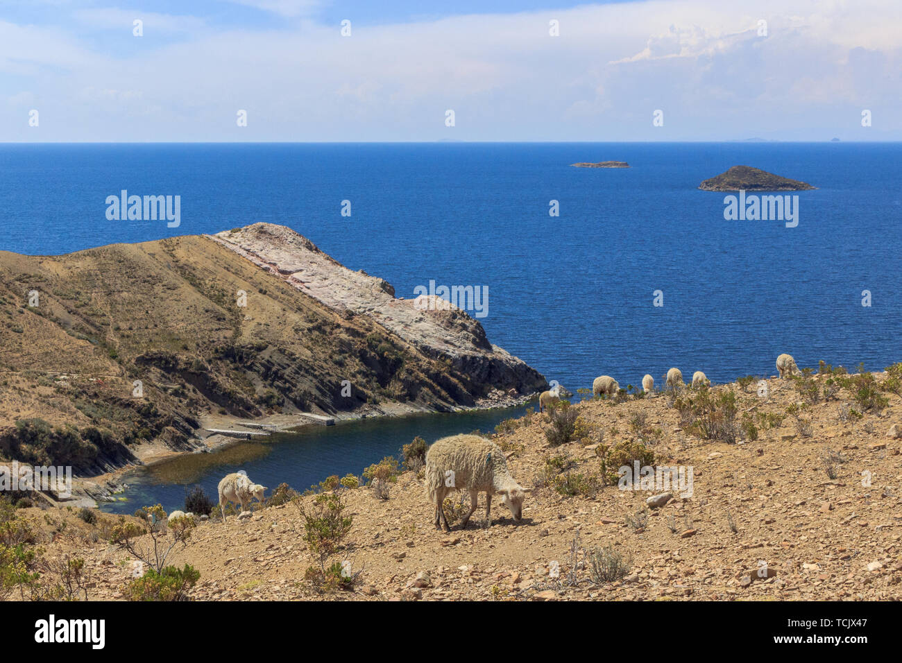dry landscape at lake titicaca in bolivia Stock Photo - Alamy