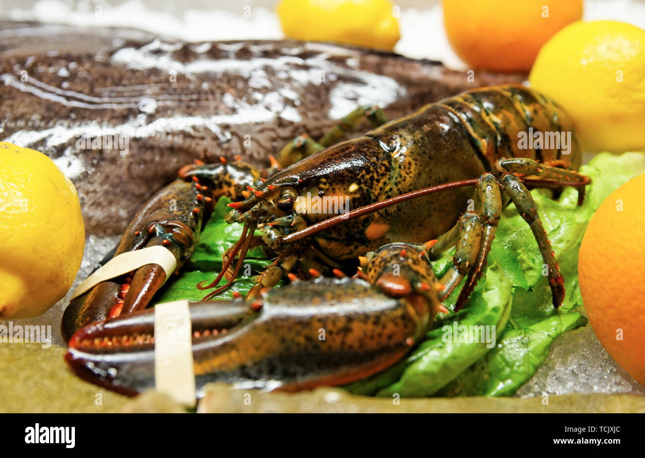 Lobster alive hi-res stock photography and images - Alamy