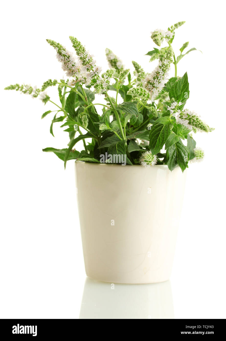 fresh mint with flowers in cup, isolated on white Stock Photo - Alamy
