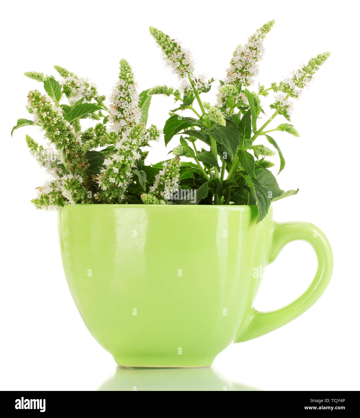 fresh mint with flowers in cup, isolated on white Stock Photo - Alamy