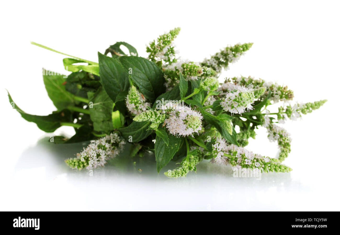Fresh peppermint herb flowers Cut Out Stock Images & Pictures - Alamy