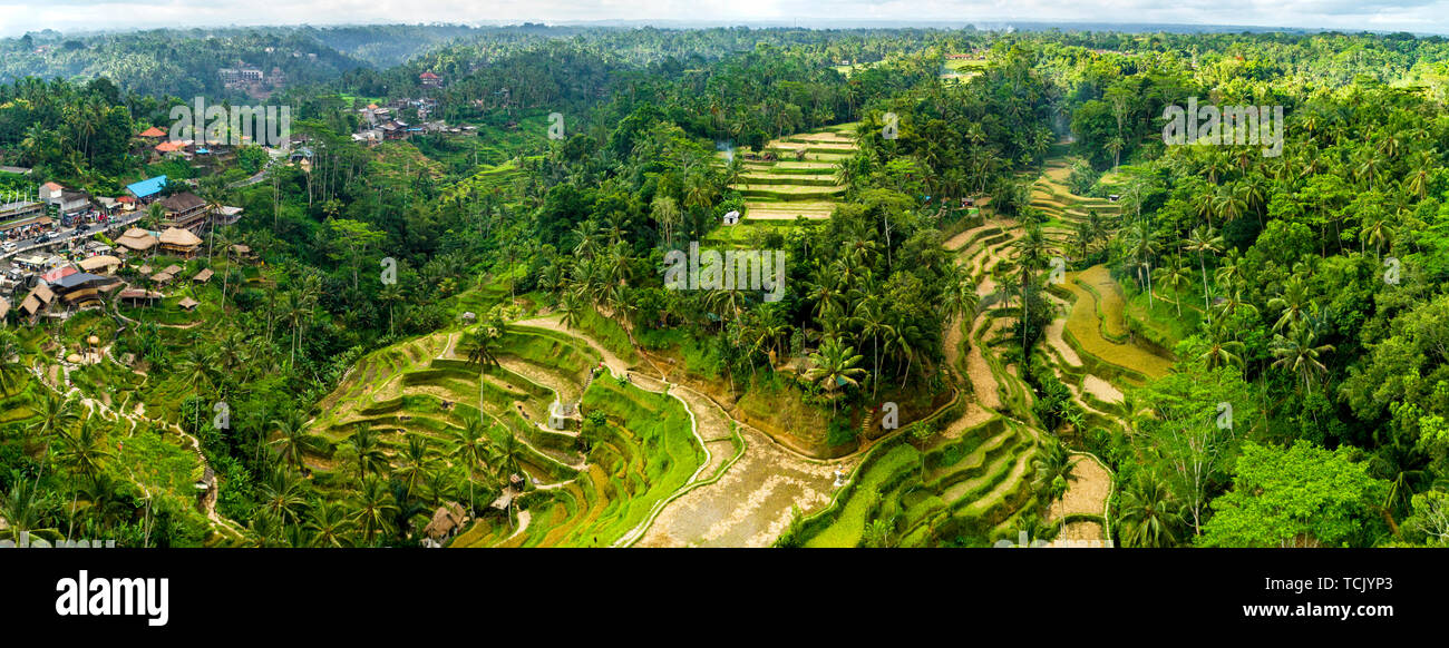 Ubud rice terraces bali hi-res stock photography and images - Alamy