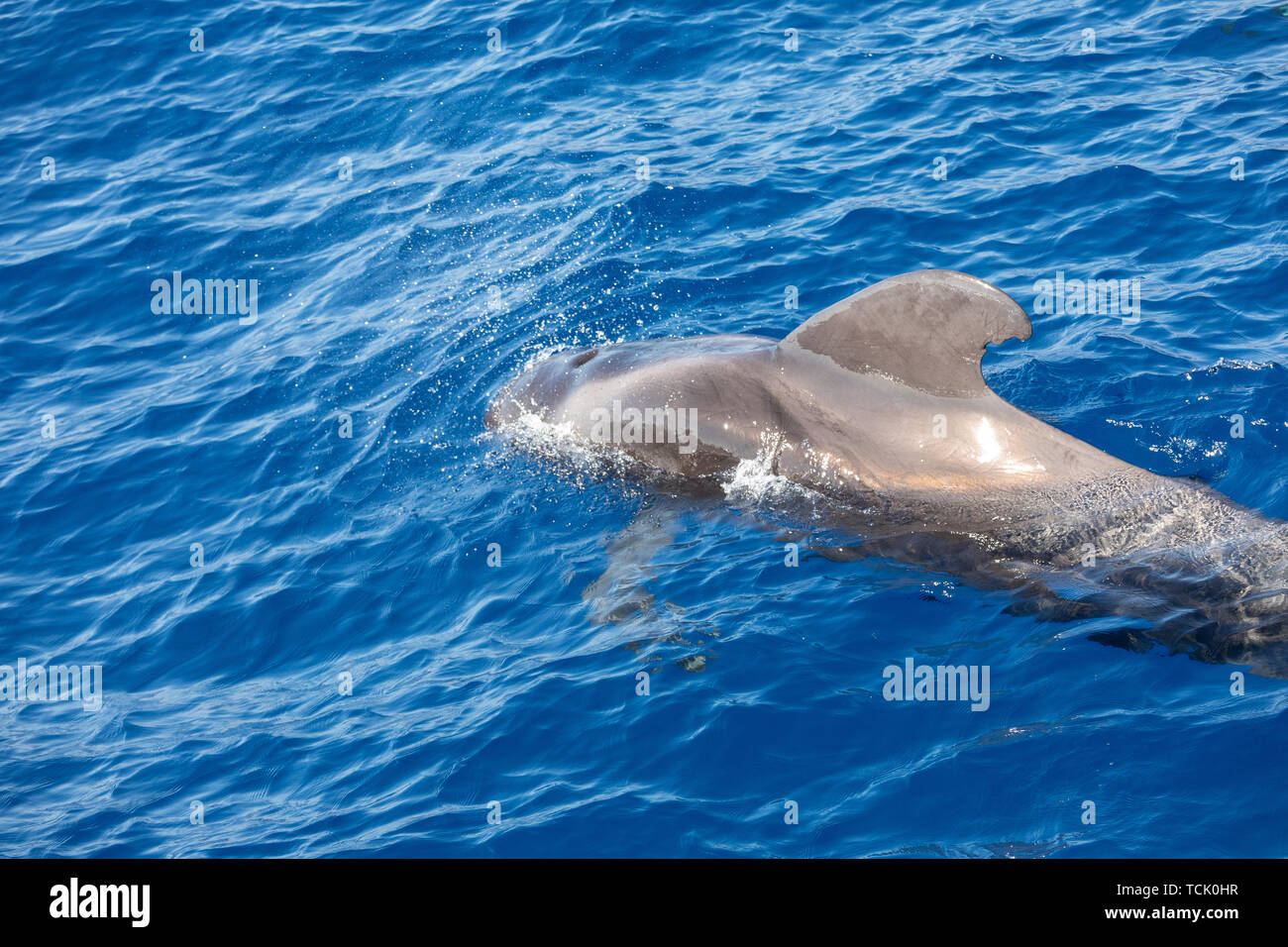 Underwater canary island marine life hi-res stock photography and ...