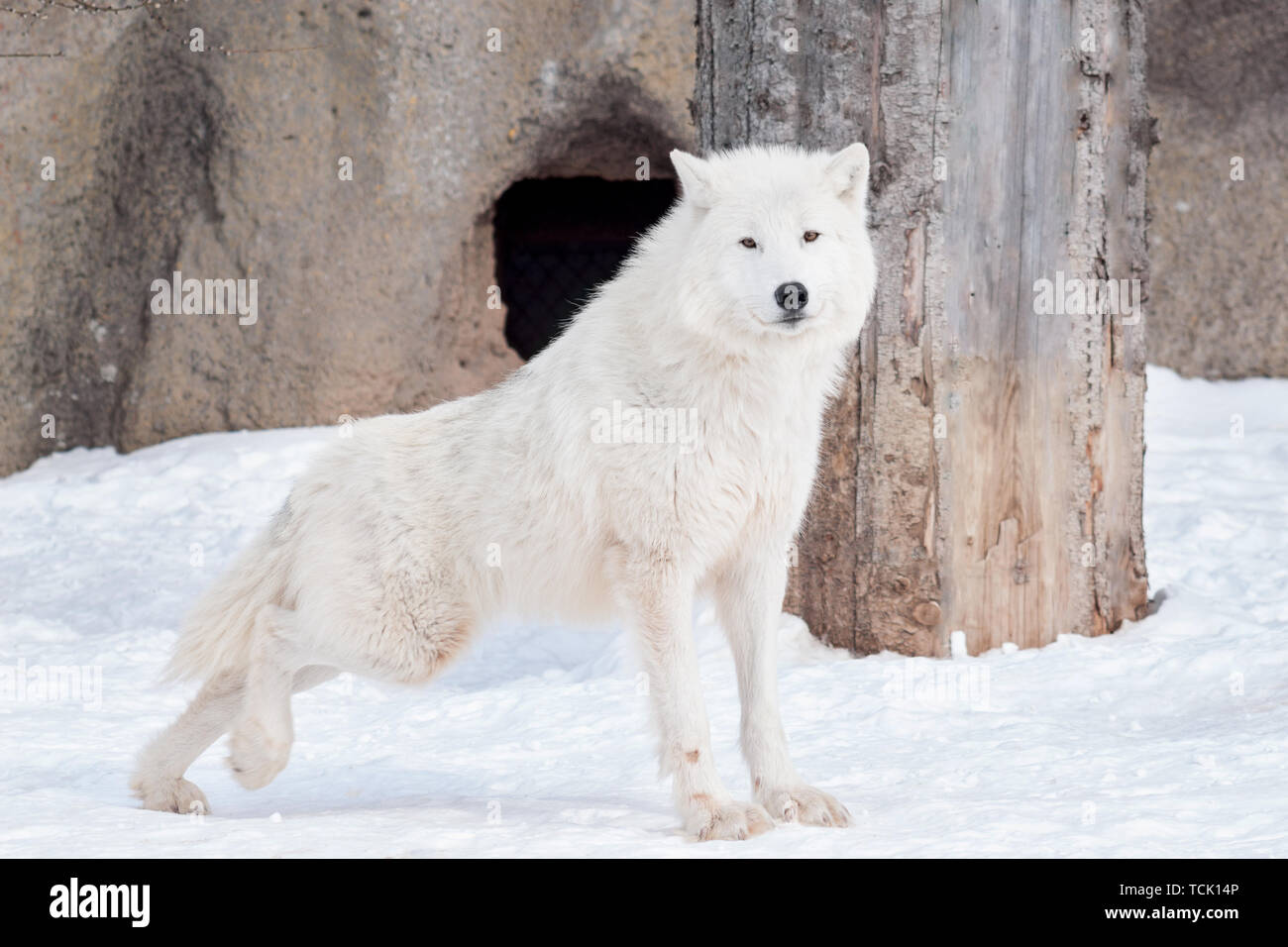 Wild alaskan tundra wolf. Canis lupus arctos. Polar wolf or white wolf ...