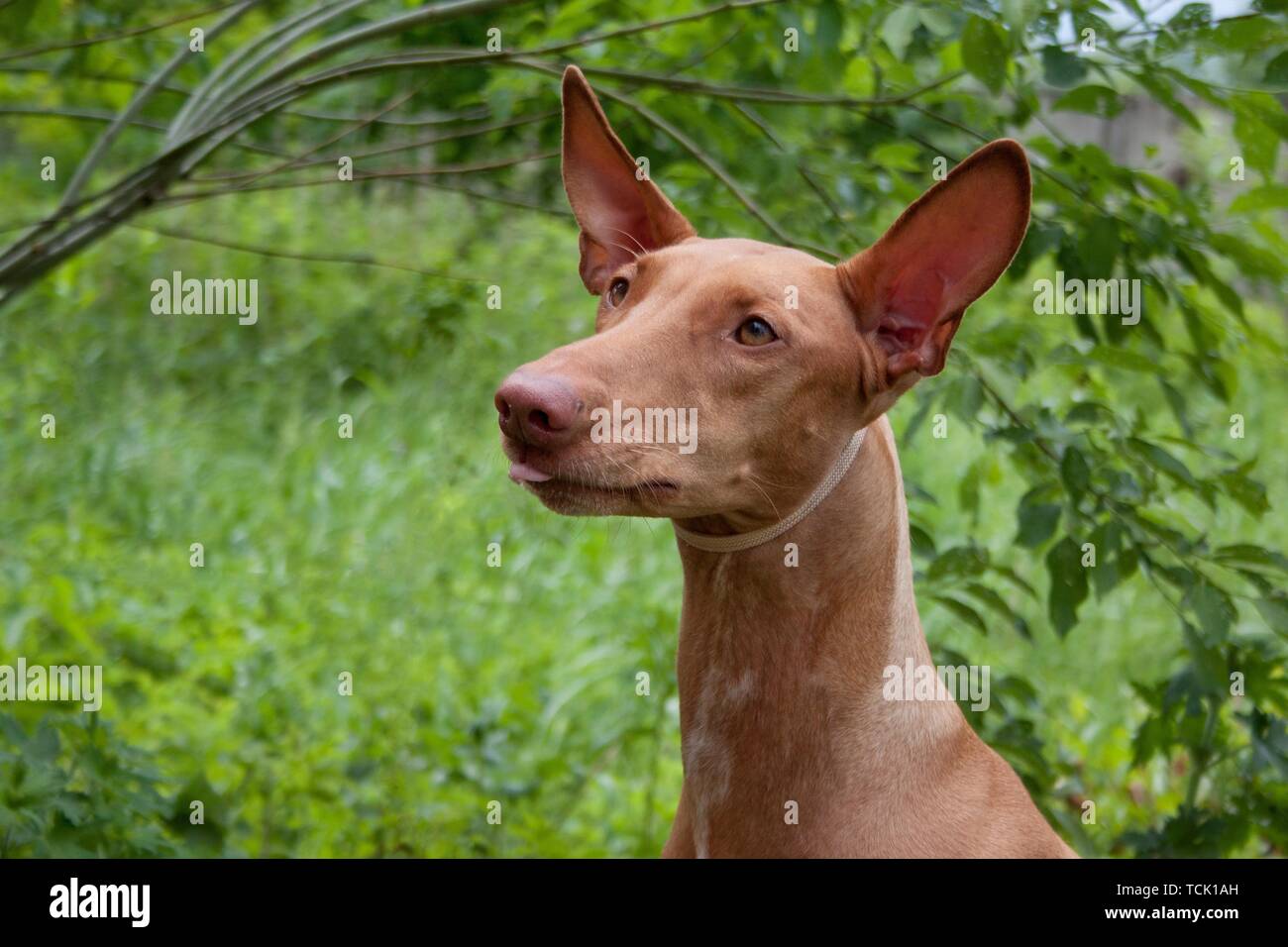 Cute pharaoh hound close up. Kelb tal-Fenek or rabbit dog. Pet animals ...
