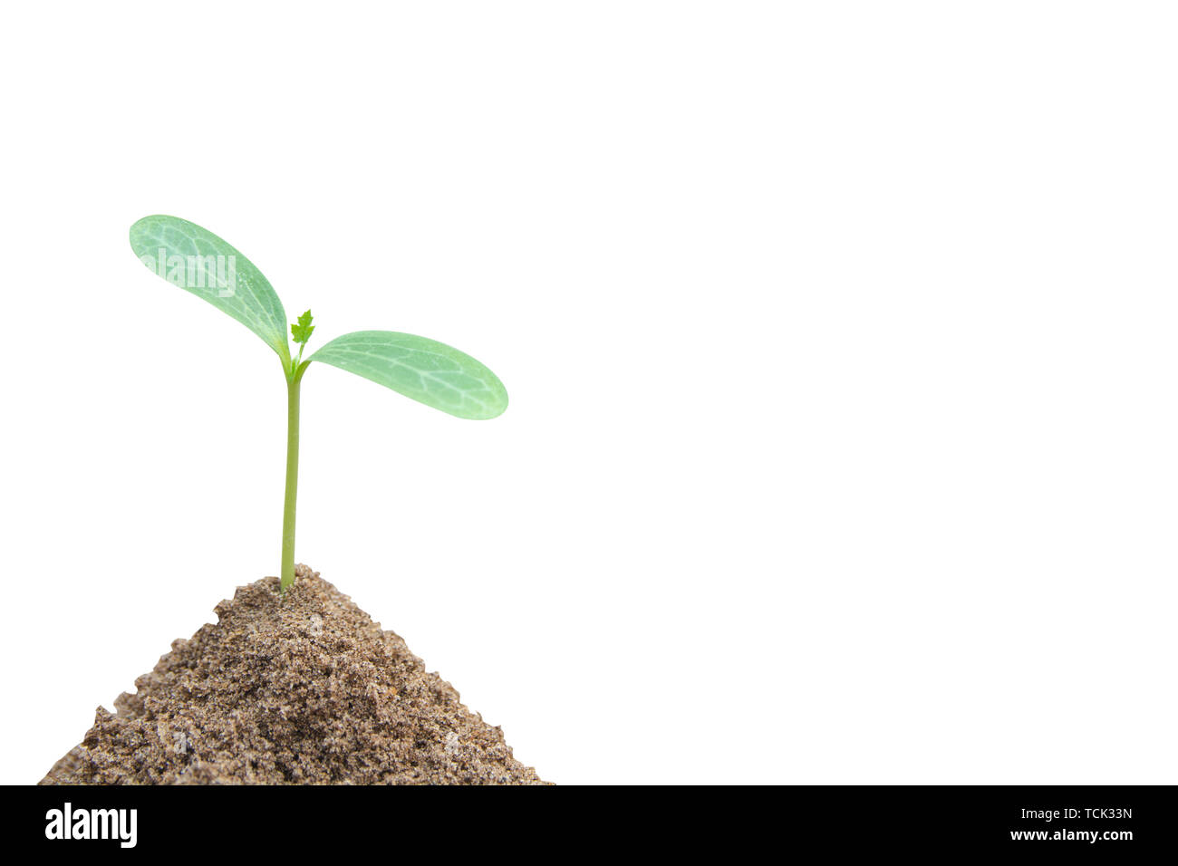 Green sprout growing, young plant from soil isolated on white ...