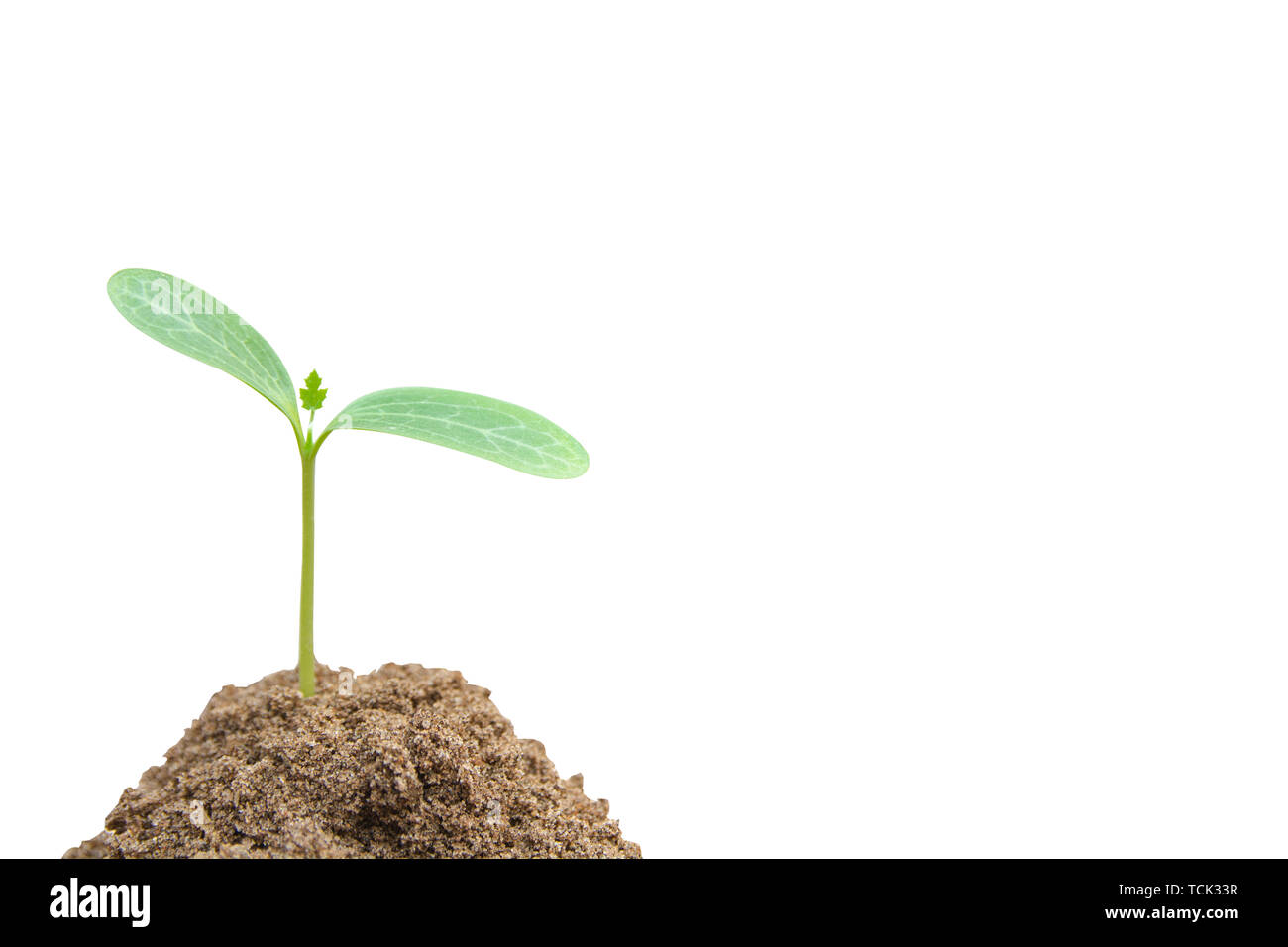 Green sprout growing, young plant from soil isolated on white ...