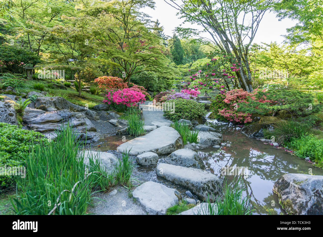 A variety of flowering plants are blooming in this garden in Seattle ...