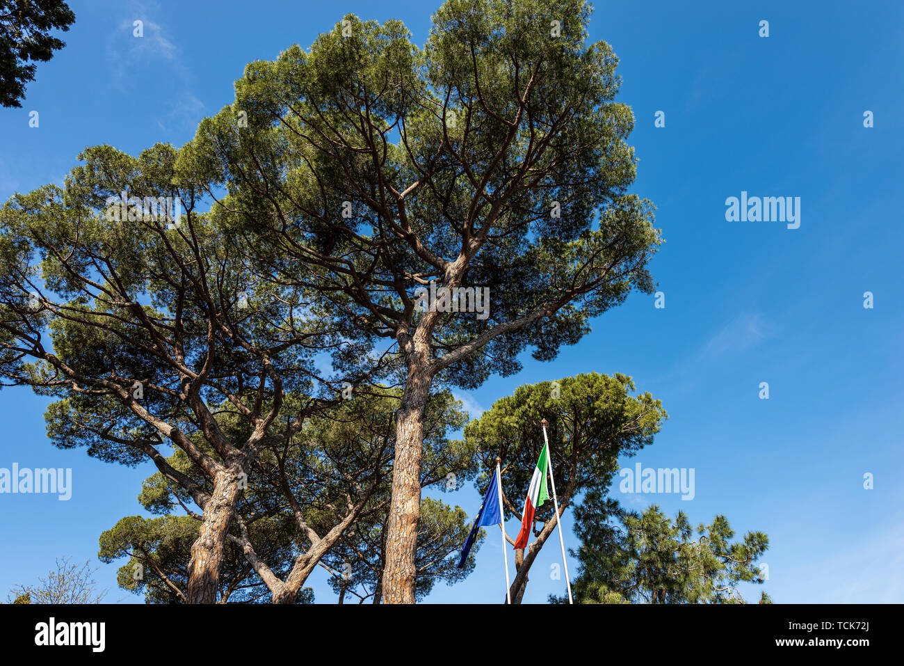 Maritime pines on a clear blue sky with italian and europe flags ...