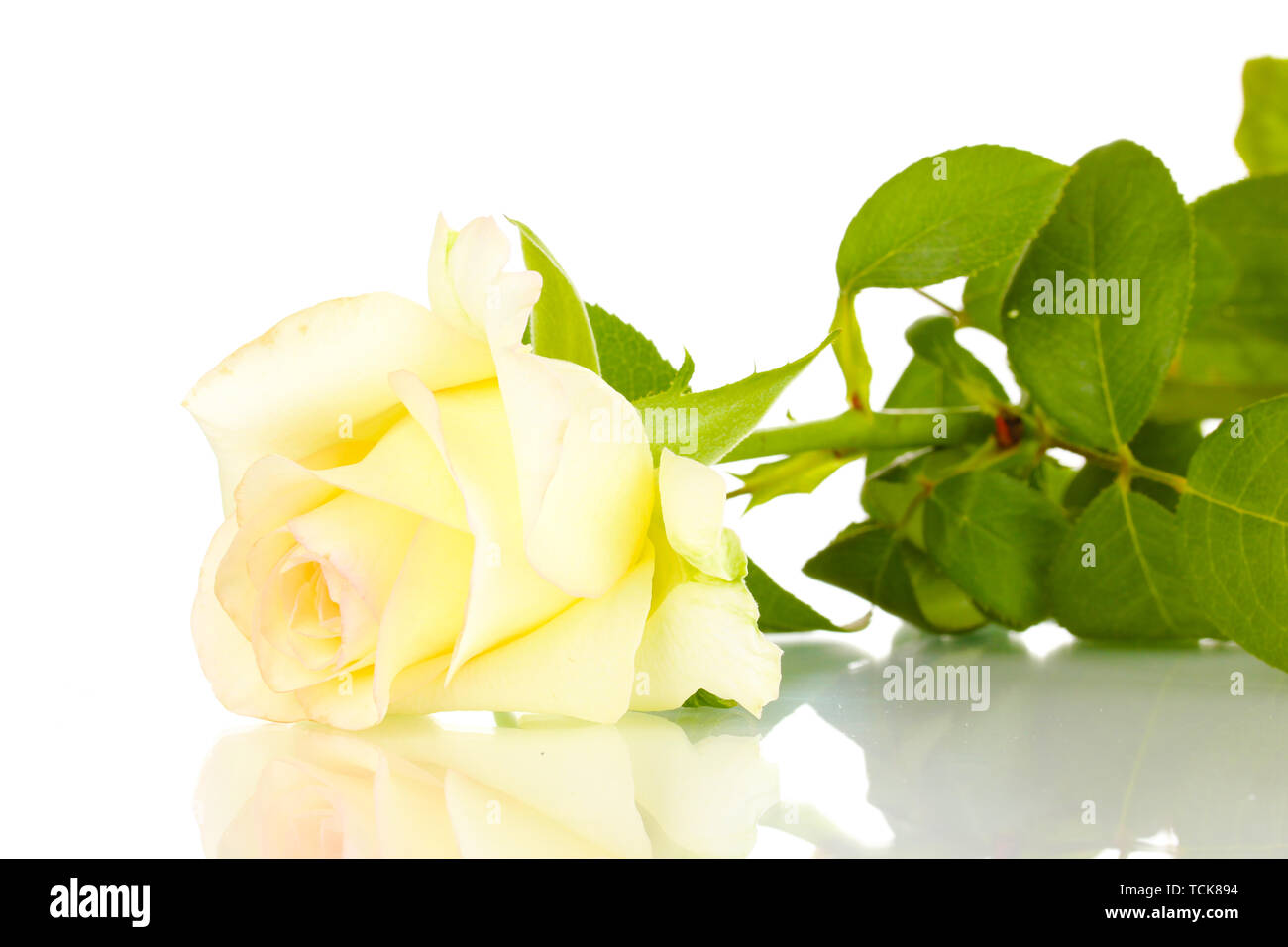 Cream rose isolated on white Stock Photo - Alamy