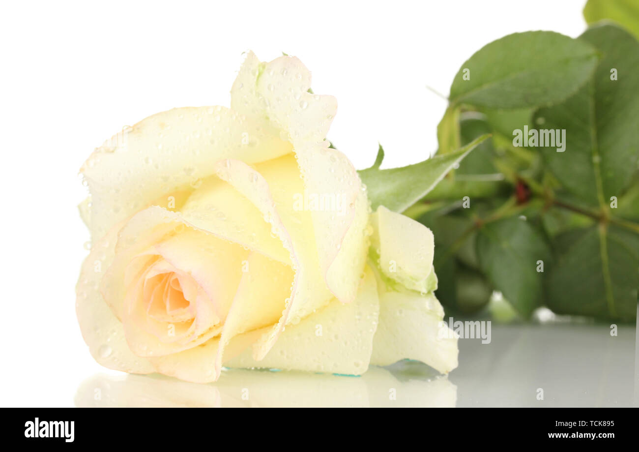 Cream rose isolated on white Stock Photo - Alamy