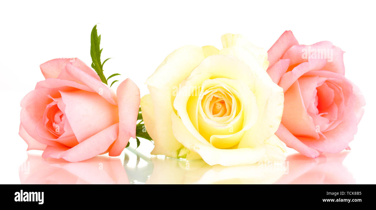 Three roses isolated on white Stock Photo - Alamy