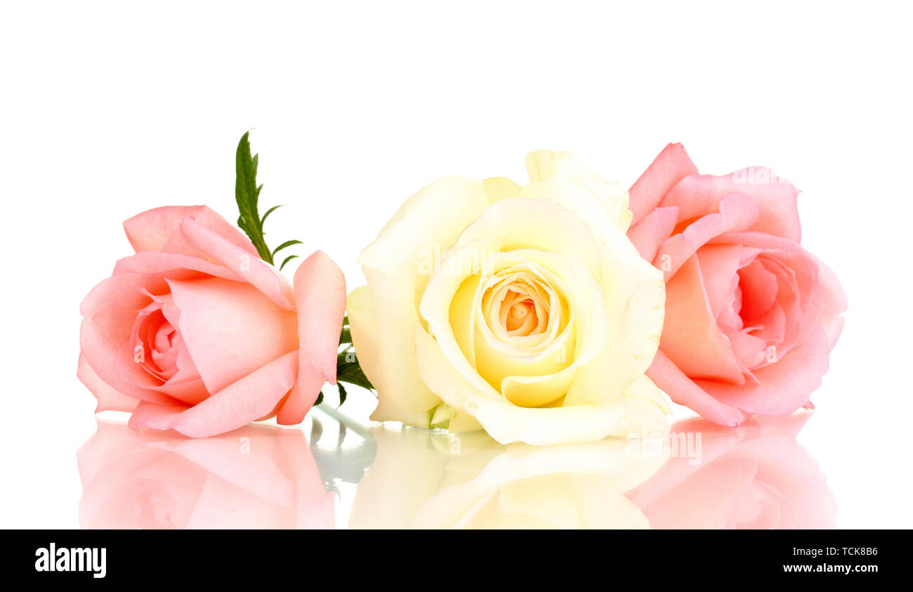 Three roses isolated on white Stock Photo - Alamy