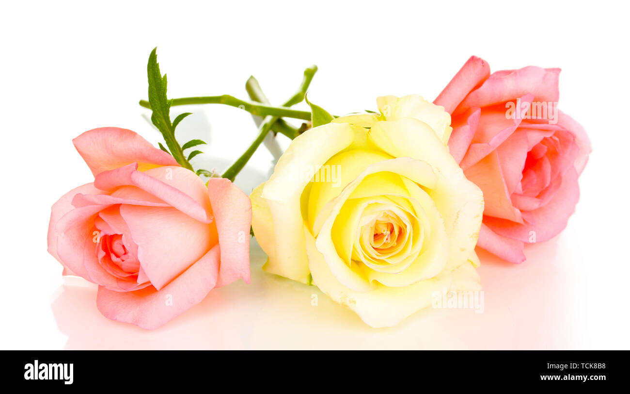 Three roses isolated on white Stock Photo - Alamy