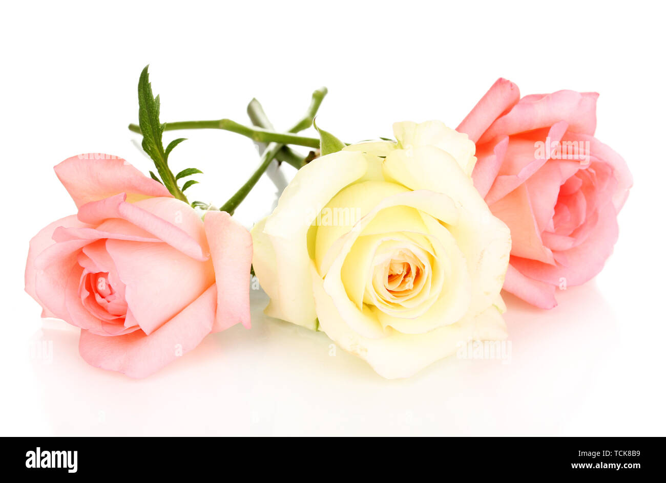 Beautiful three pink roses isolated Cut Out Stock Images & Pictures - Alamy