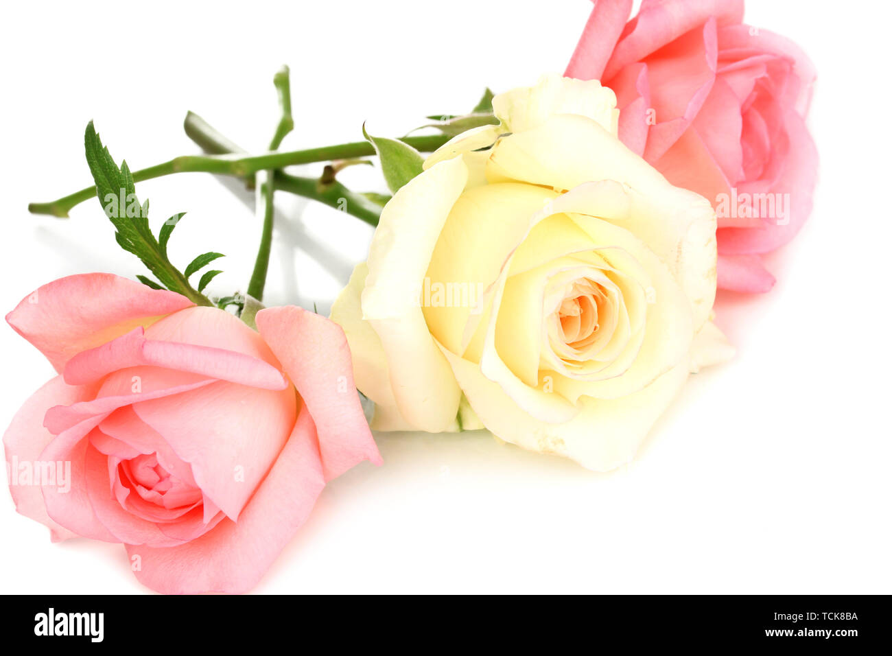 Three roses isolated on white Stock Photo - Alamy