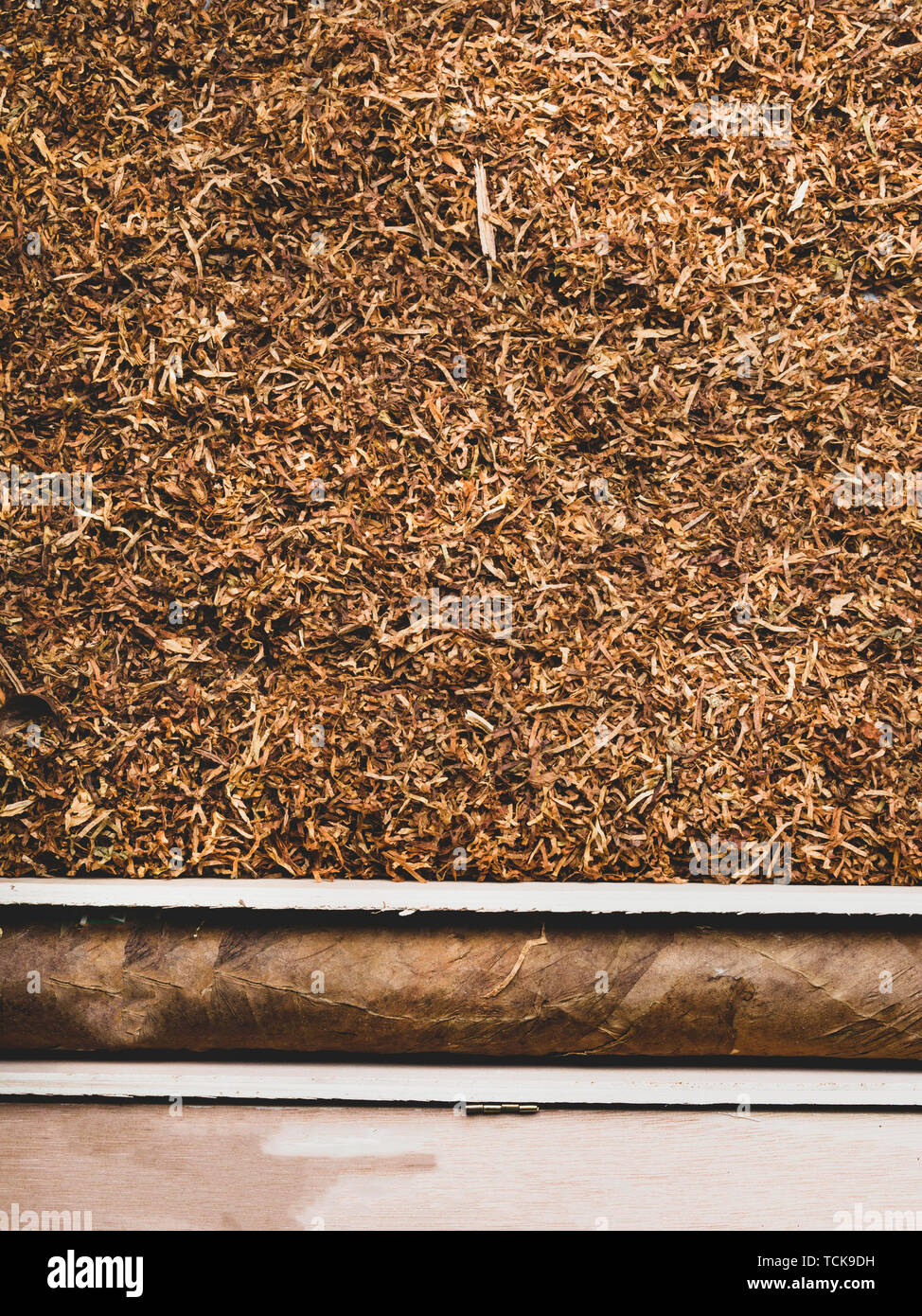 Luxury vintage big Cigar strong, isolated on tobacco background Stock ...
