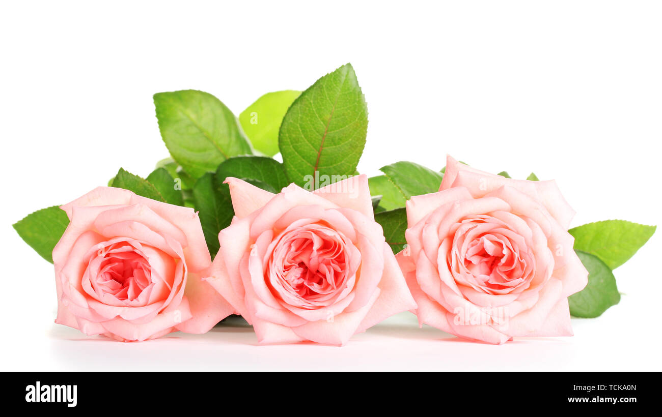 Pink roses isolated on white Stock Photo - Alamy