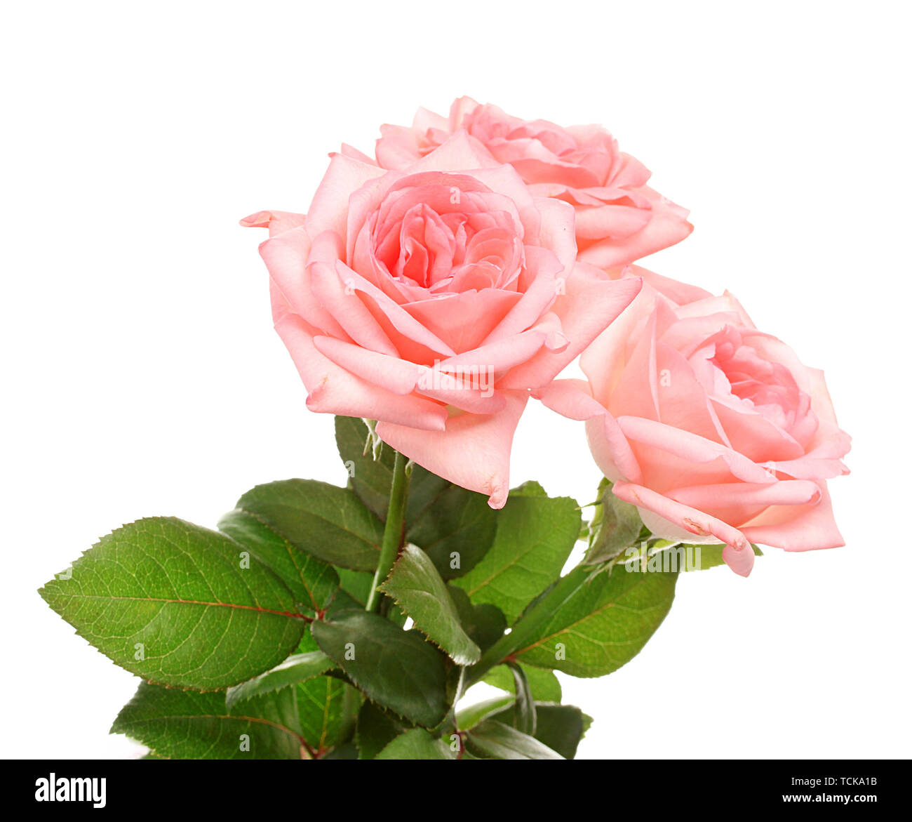 Pink roses isolated on white Stock Photo - Alamy
