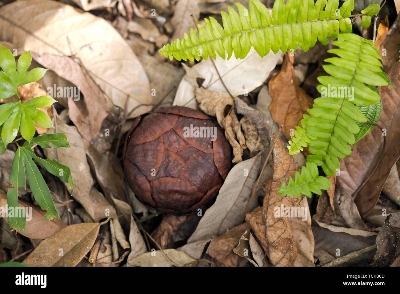 Corpse lily (Rafflesia arnoldii), bud, Kinabalu National Park, Sabah ...