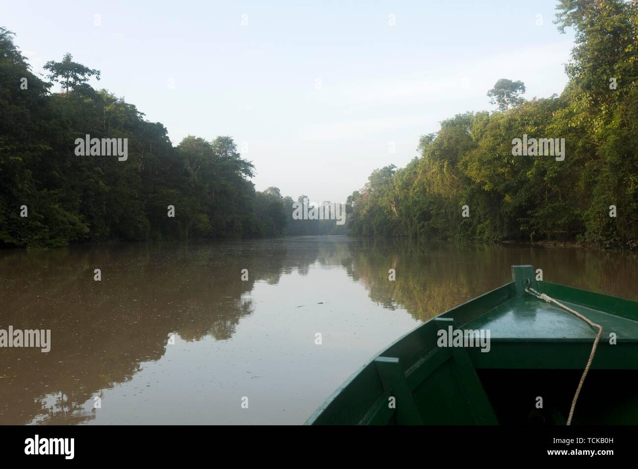 Morning atmosphere in the jungle on the Kinabatangan River, Sabah ...