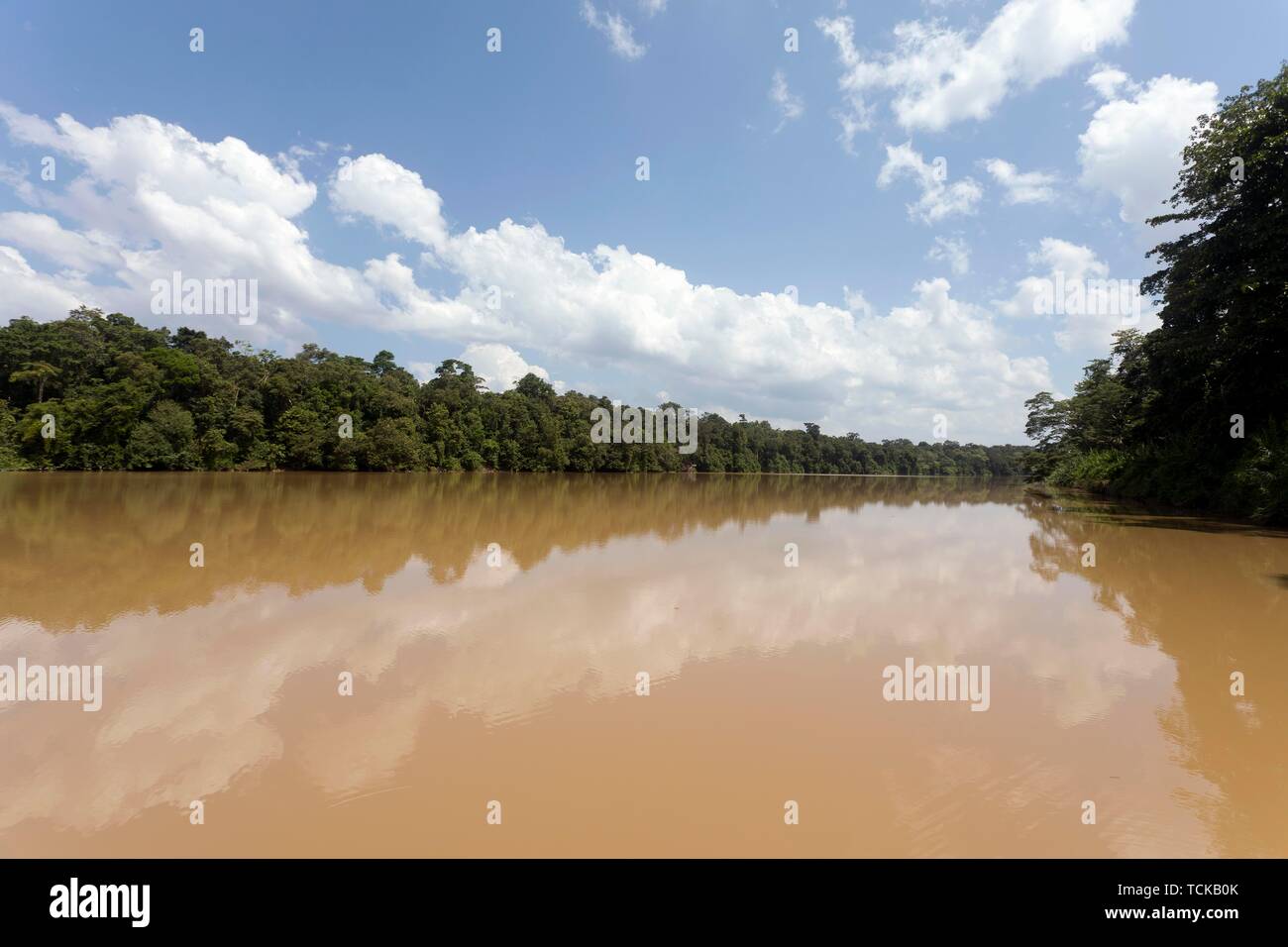 KInabatangan river flows through jungle, Sabah, Borneo, Malaysia Stock ...