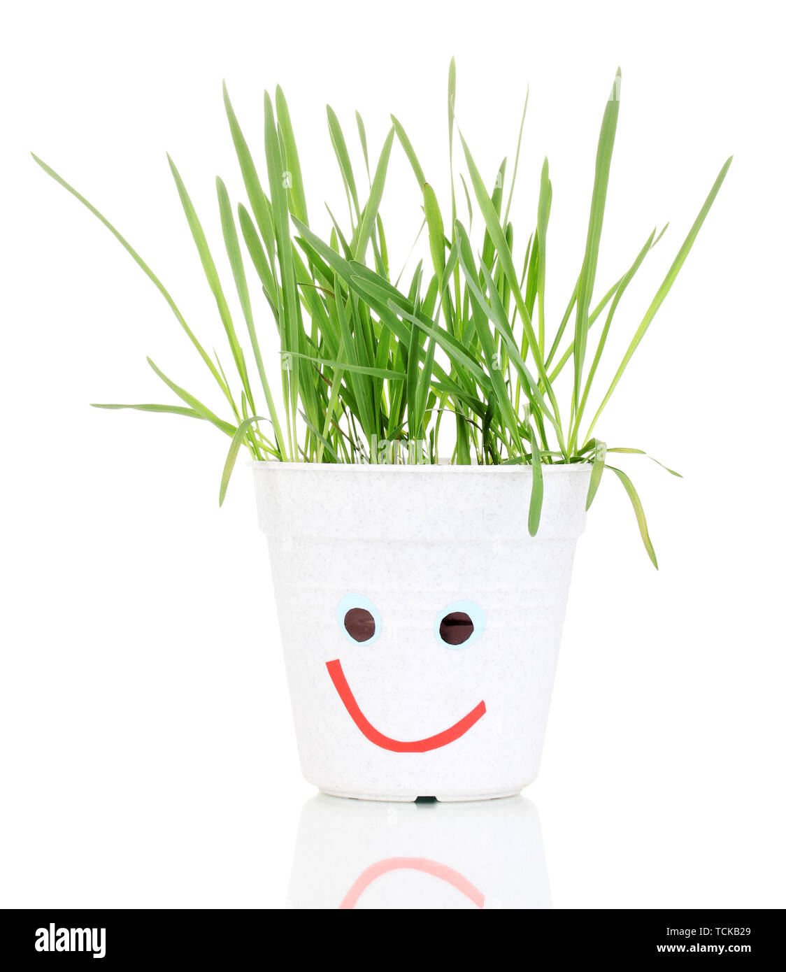 A pot of grass isolated on white Stock Photo - Alamy