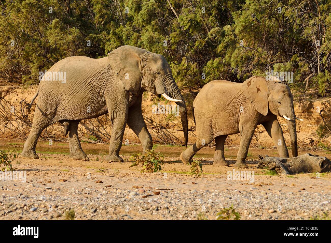 Bull and cow elephants hi-res stock photography and images - Alamy