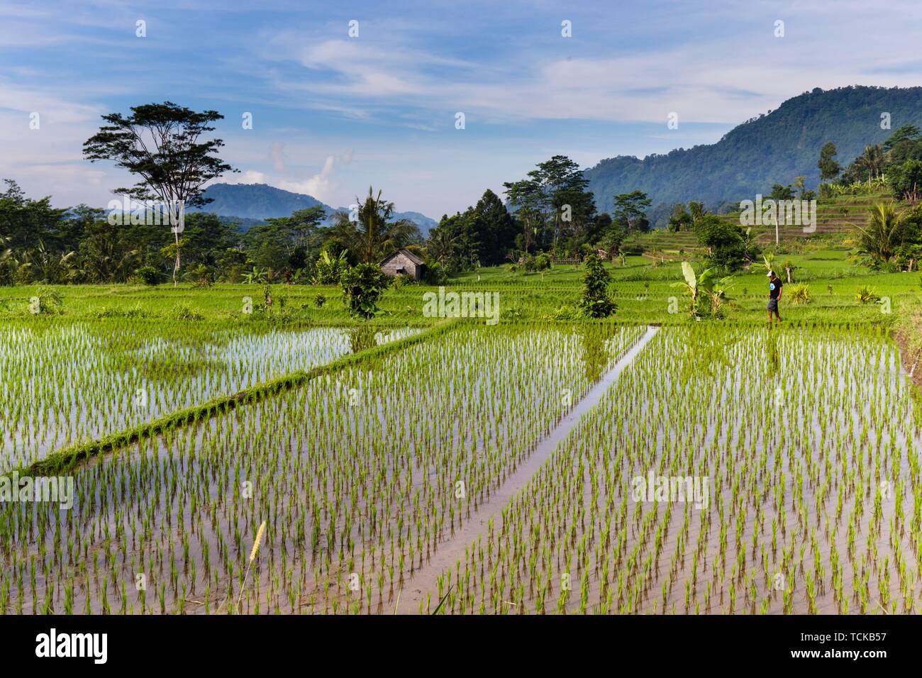Rice terraces near Sidemen, Bali, Indonesia Stock Photo - Alamy