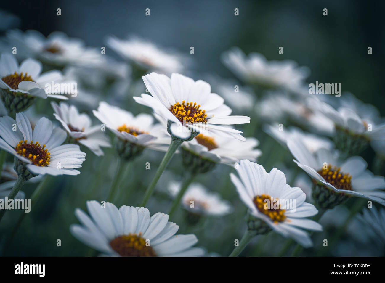 Scientific botanical swamp plant hi-res stock photography and images ...