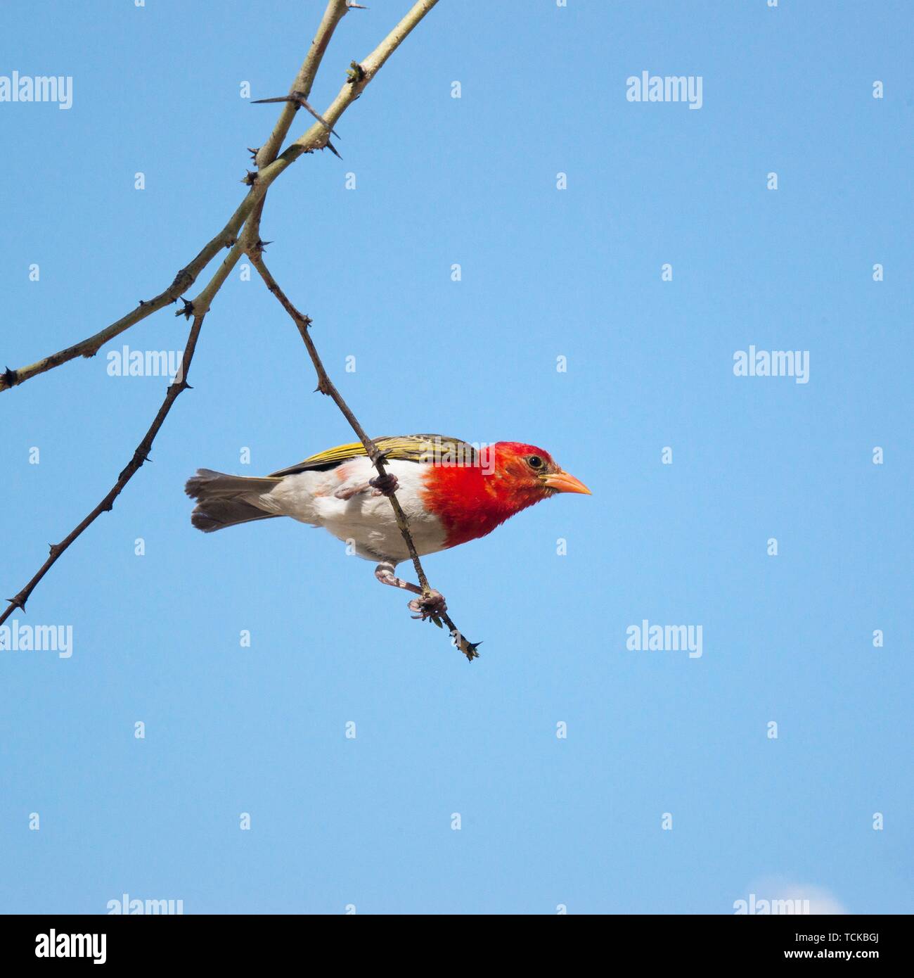 Red-headed weaver (Anaplectes rubriceps), South Africa Stock Photo - Alamy