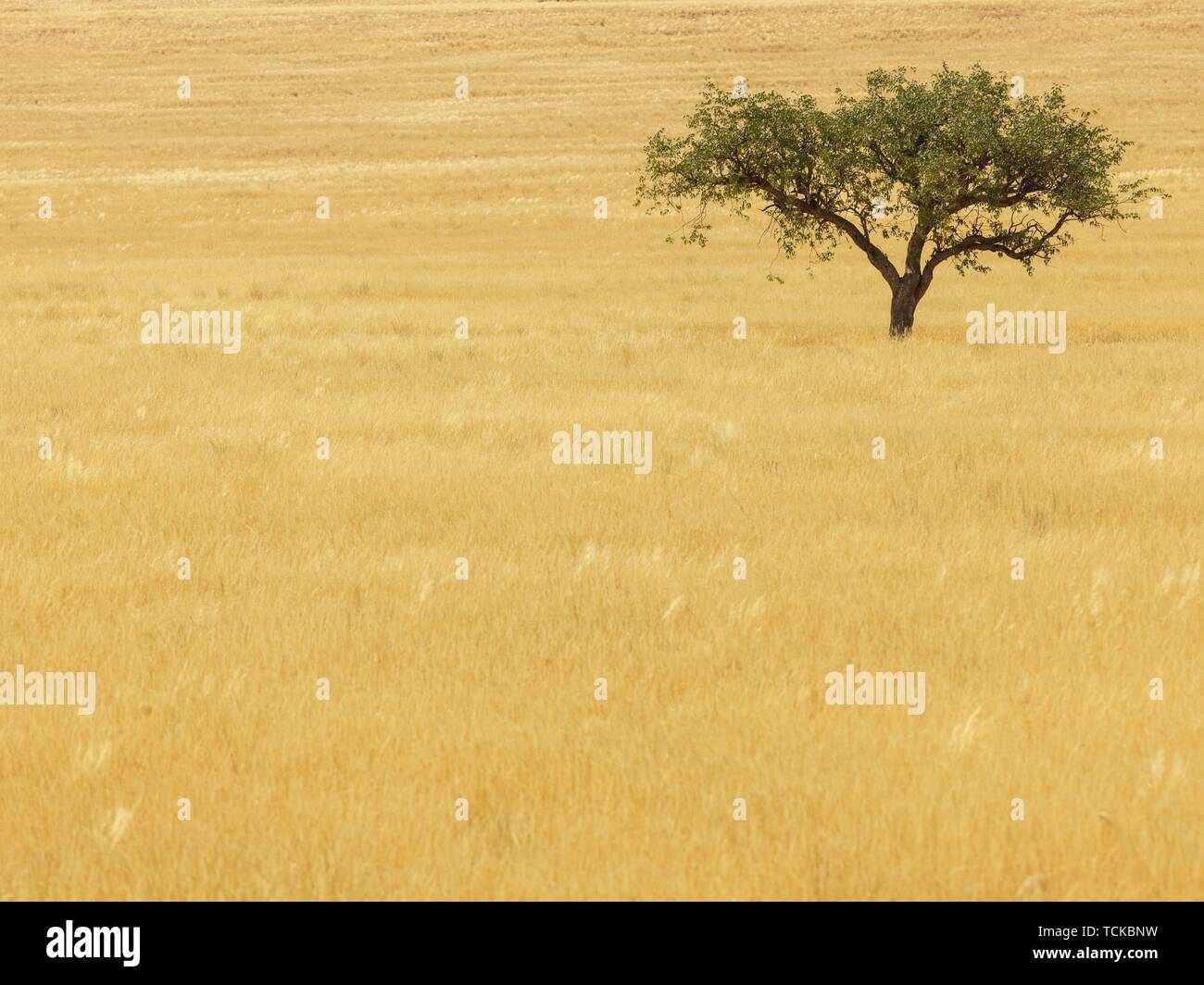 Single tree in dry grass, Marienfluss valley, Kaokoveld, Namibia Stock ...