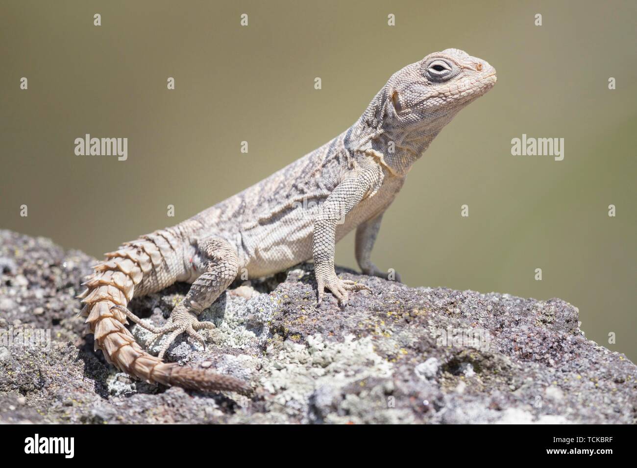 Merrem's Madagascar swift (Oplurus cyclurus), sits on rock, Isalo ...