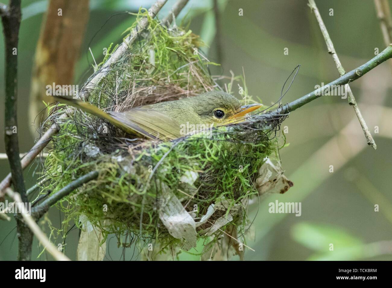 Spectacled tetraka xanthomixis zosterops breeds in the nest hi-res stock photography and images ...