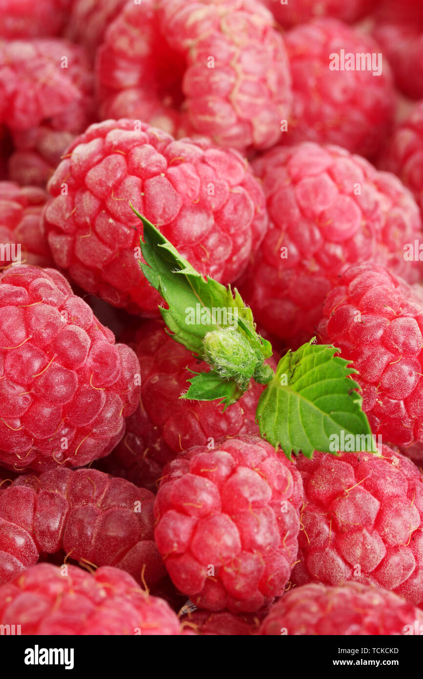 ripe raspberries background with mint Stock Photo - Alamy
