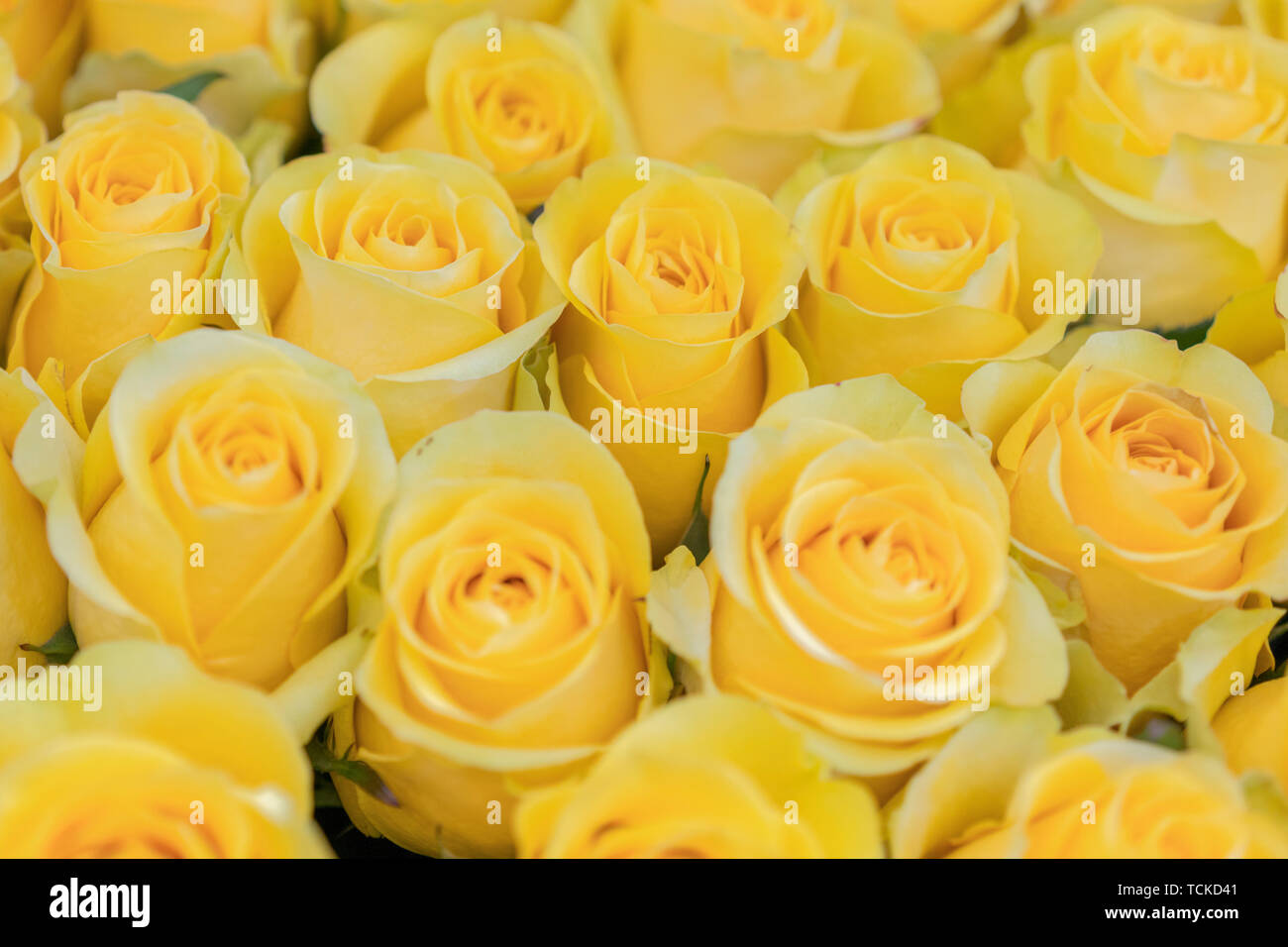 Huge Yellow Roses Bouquet