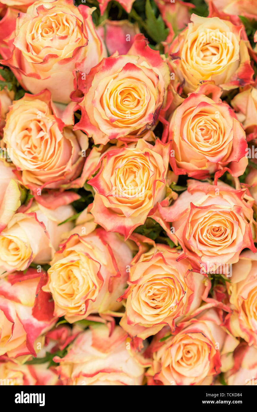 Background of pink orange and peach roses. Natural background of fresh ...