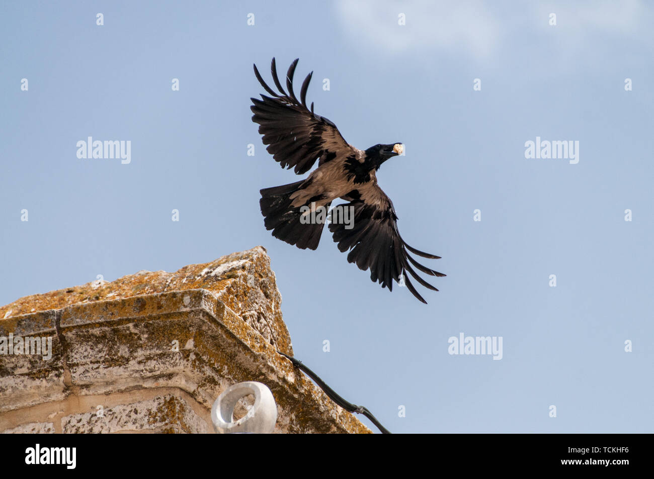 As the Crow Flies Stock Photo - Alamy