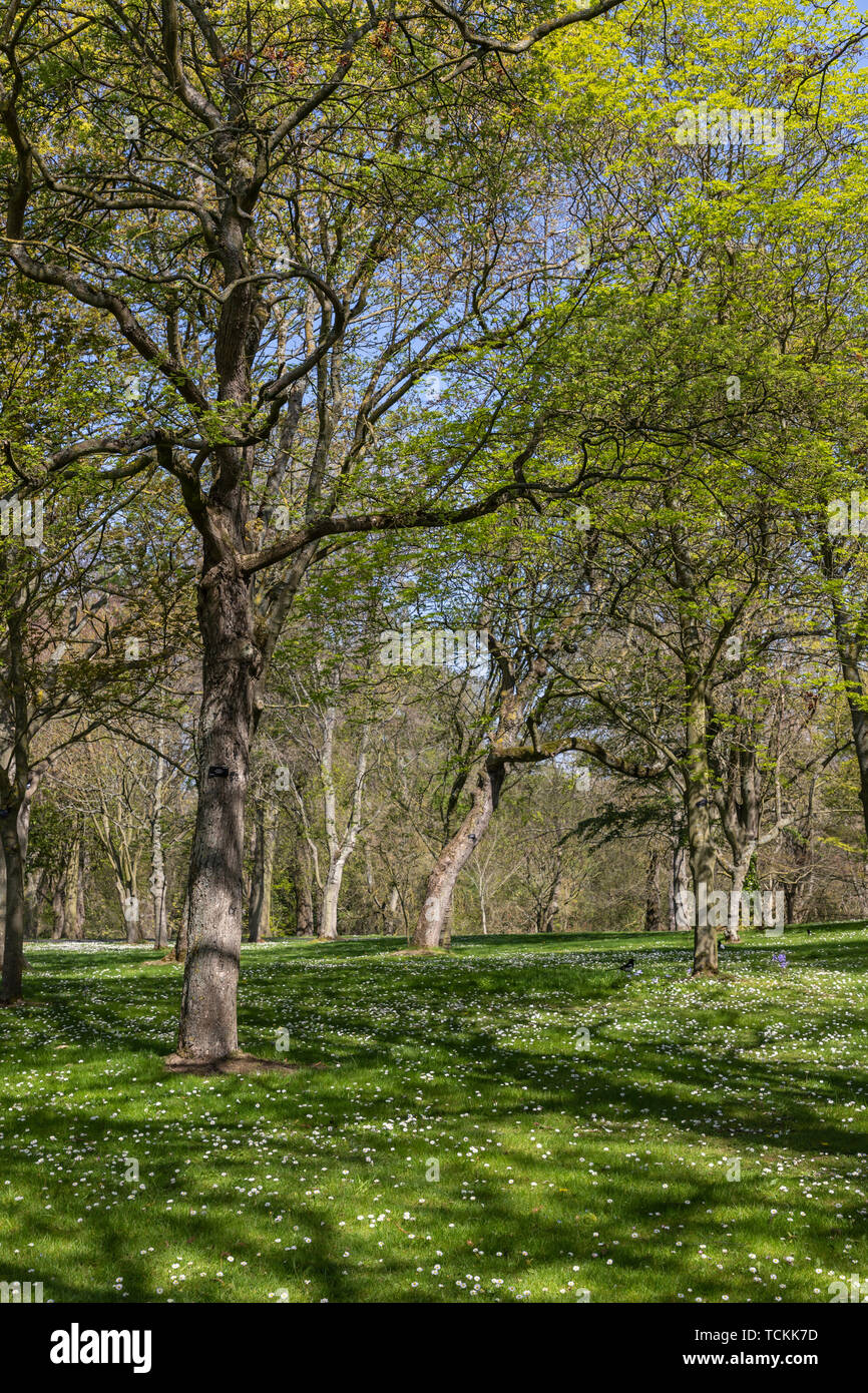 Grass and white flowers with trees, Dublin, Ireland Stock Photo - Alamy