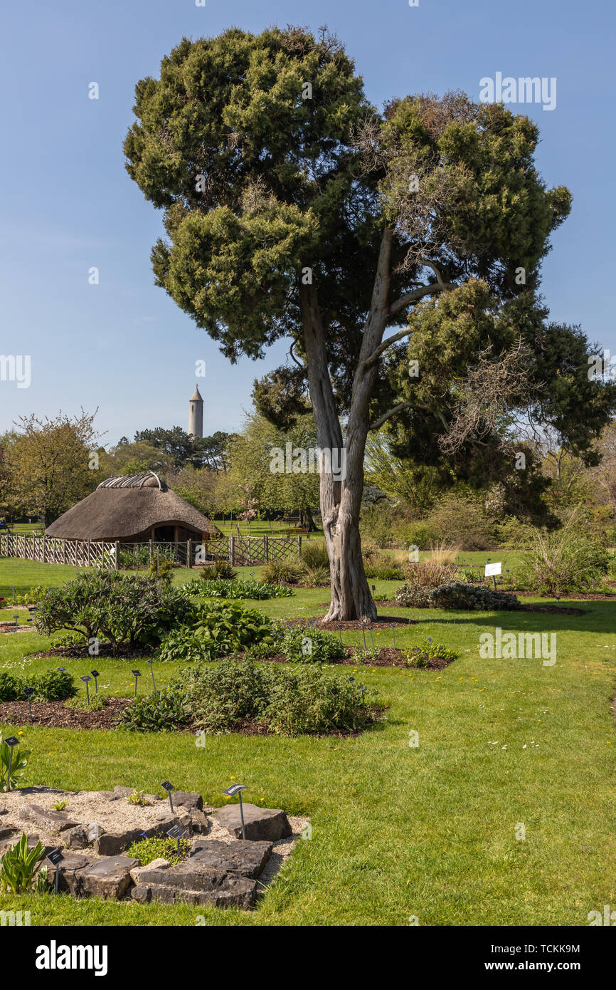 Spring garden with typical irish ancient house and trees, Dublin ...