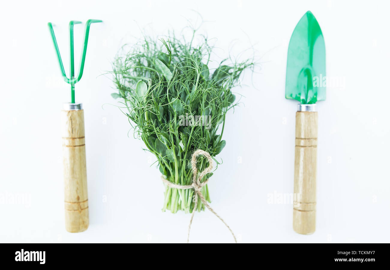 Fresh microgreen on the white background with garden tools Stock Photo ...