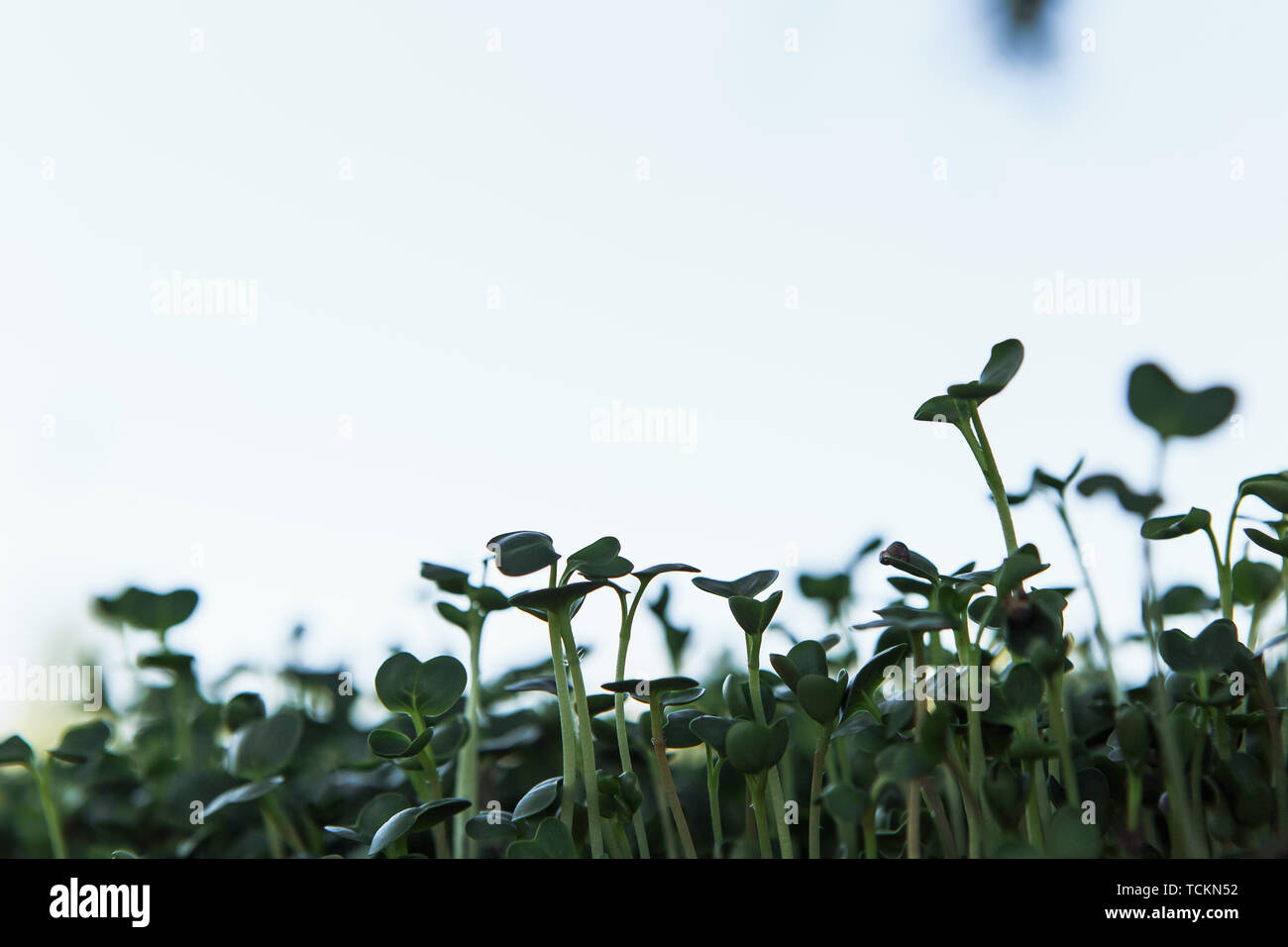 Fresh microgreen background in natural light. Natural background Stock ...