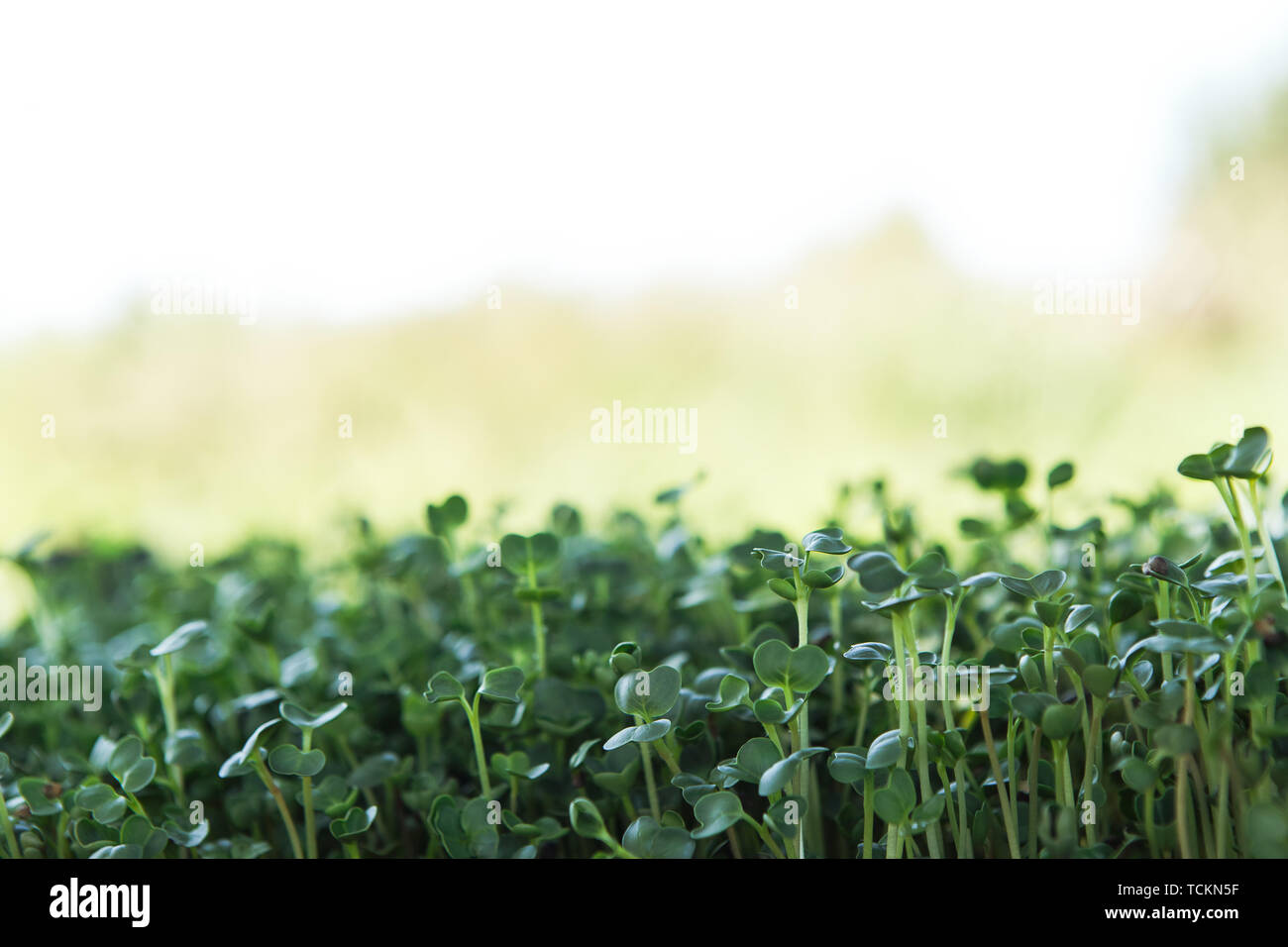 Fresh microgreen background in natural light. Natural background Stock ...