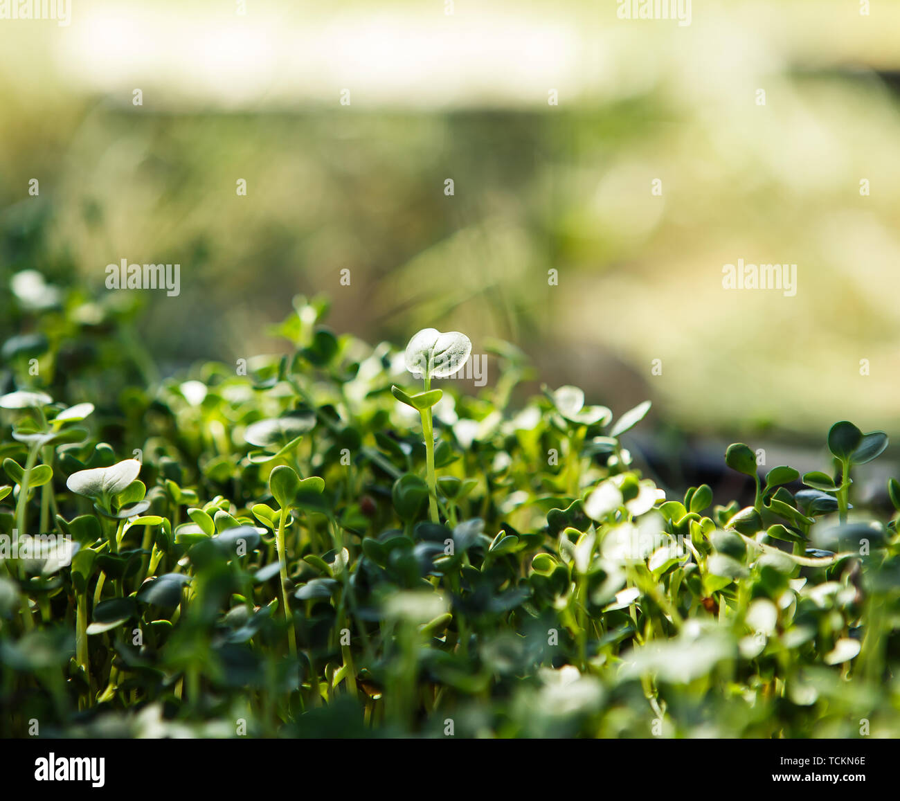Fresh microgreen background in natural light. Natural background Stock ...