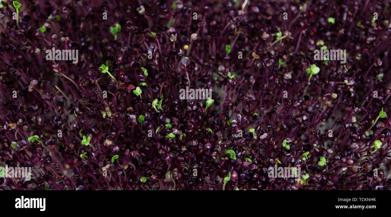 Fresh microgreen background in natural light. Natural background Stock ...